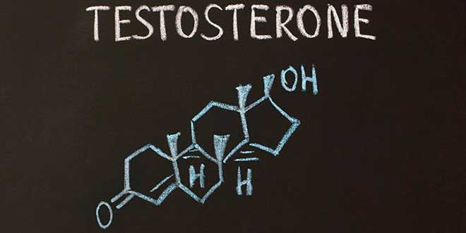 Testosterone and how to increase its levels - HSN Blog