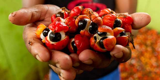 What is Guarana and What are its Properties and Benefits?