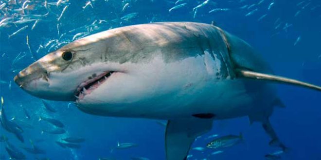 Shark cartilage - Joint health properties| HSN