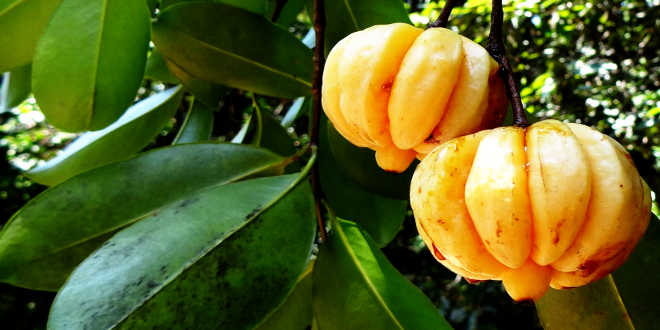 Properties, Origins and Benefits of Garcinia Cambogia - HSN