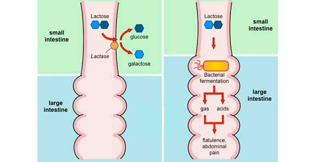 Learn about digestive enzymes and their importance - HSN