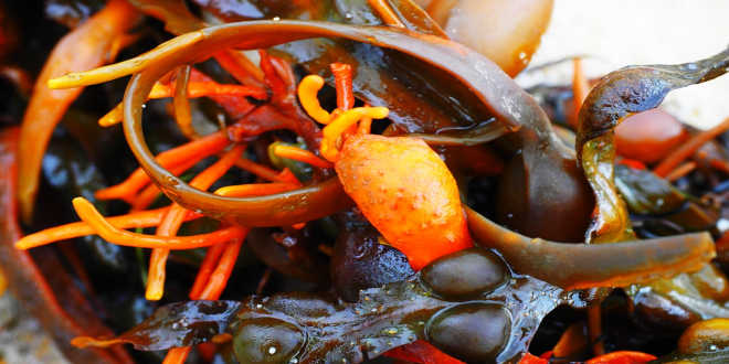 Fucus: An Alga with Health Benefits for your Skin and Joints