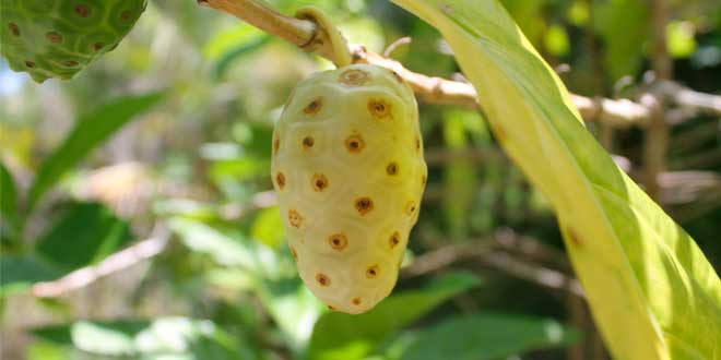 Noni - All you need to know about this fruit at the HSN Blog