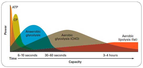 Carbohydrates Before, During and After Exercise - HSN Blog