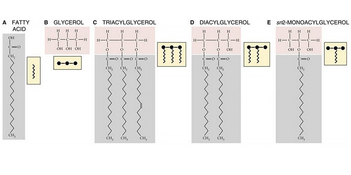 MCTs Medium Chain Triglycerides – Source of Energy 【2026