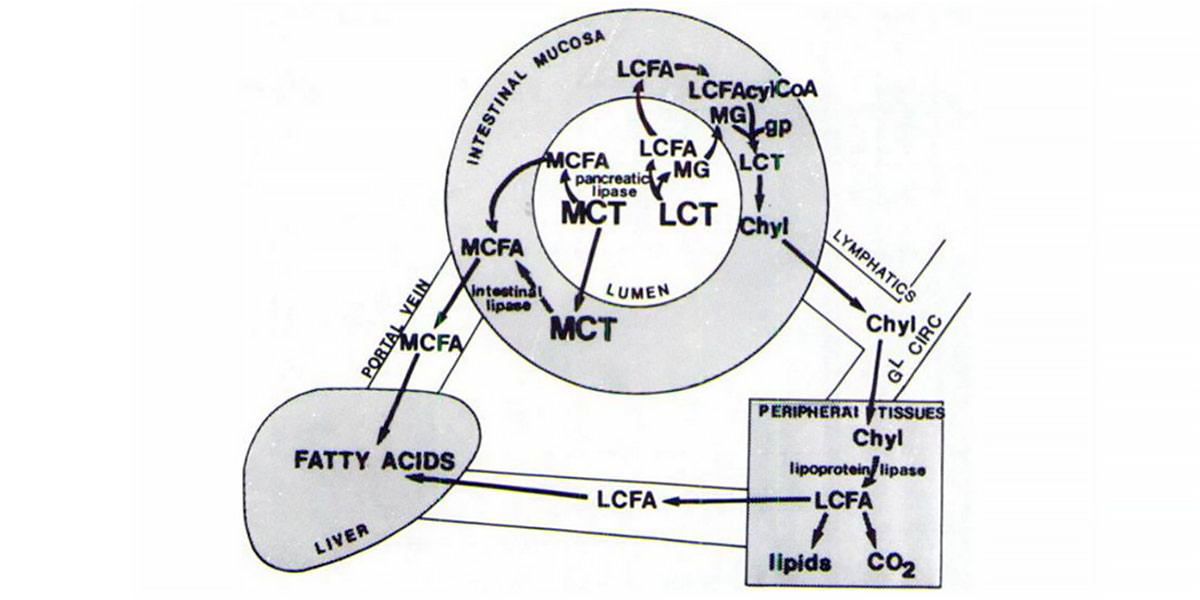 MCTs Medium Chain Triglycerides – Source of Energy 【2025