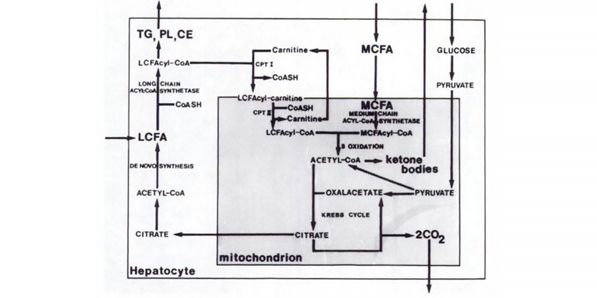 MCTs Medium Chain Triglycerides – Source of Energy 【2026