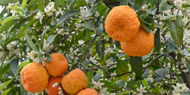 Know all the Benefits of Synephrine