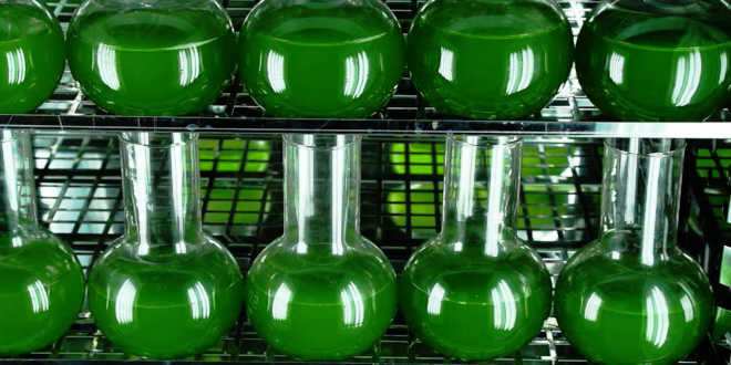 All you need to know about Chlorella here in the HSN Blog