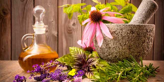 Adaptogens - Plants with Anti-Stress Properties! 【HSN Blog】