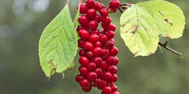 Adaptogens - Plants with Anti-Stress Properties! 【HSN Blog】