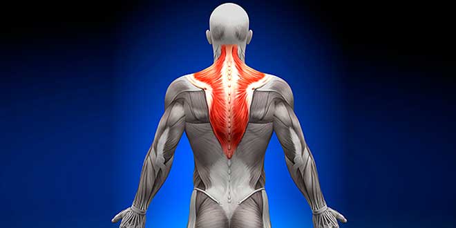 Top Exercises for Bigger Trapezius【HSN Blog】