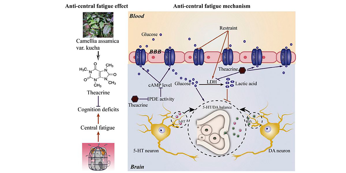 Theacrine: What is it, and what are the Properties of this New Caffeine ...