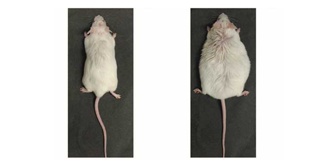 Estrogens - All you need to know at the HSN Blog!