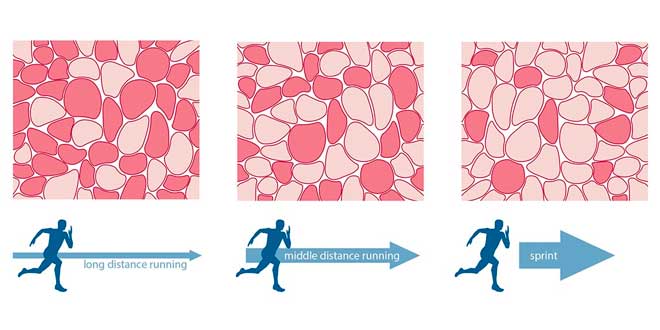 Types of muscle fibre and their relationship to sport【HSN Blog】