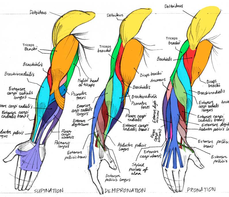 Forearms Exercises - Improve your grip strength! 【2026