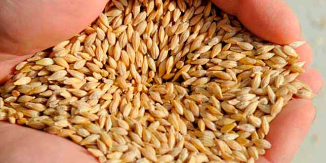 Foods that are Rich in Carbohydrates - HSN Nutrition Blog