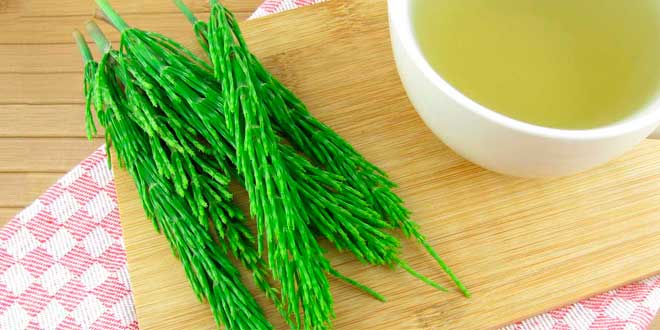 Horsetail: Uses, Benefits, and Medicinal Properties - HSN