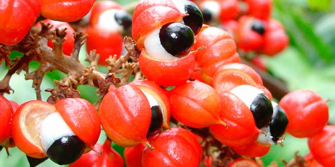 What is Guarana and What are its Properties and Benefits?