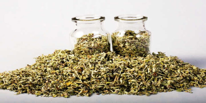 Damiana - Natural Remedy against Stress and Depression