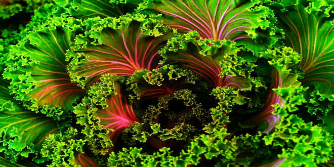All about Kale: What it is, Properties and Recipes【HSN Blog】
