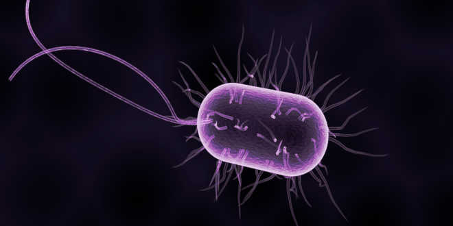 Intestinal Flora - Guide to stay healthy from the inside out