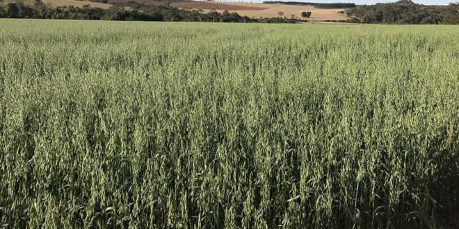 Oats, Learn about their Properties, Benefits and Types - HSN