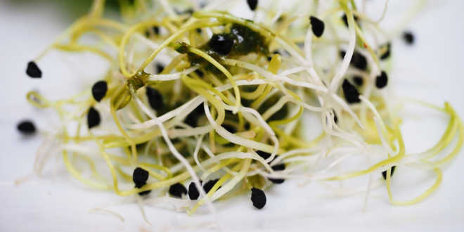 Alfalfa - Introducing the king of foods in the HSN Blog