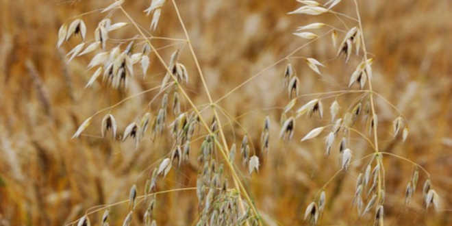 Avena Sativa - All you need to know at the HSN Blog