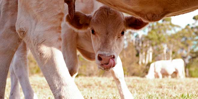 Colostrum - All you need to know at the HSN Blog!