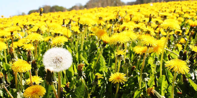 Dandelion - Let's find out about its many properties
