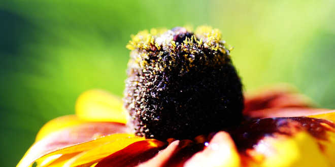 All you need to know about Echinacea in the HSN Blog