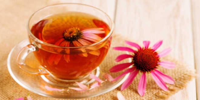 All you need to know about Echinacea in the HSN Blog