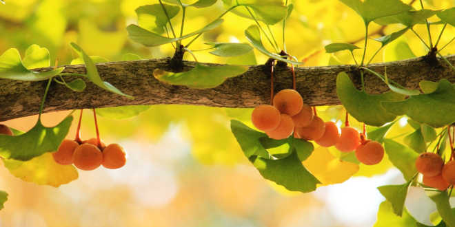 Ginkgo Biloba - All you need to know in the HSN Blog