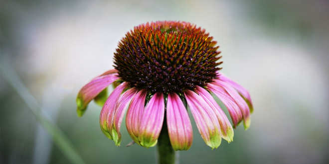 All you need to know about Echinacea in the HSN Blog