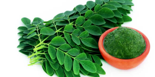 Moringa - Find out its properties and more at the HSN Blog
