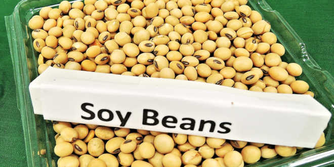 Soy Isoflavones - All you need to know at the HSN Blog