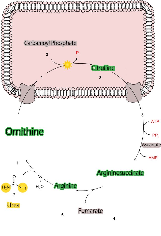 L-Ornithine - All you need to know at the HSN Blog
