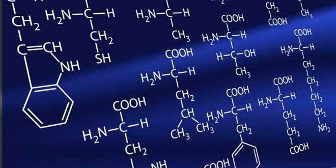 L-Ornithine - All you need to know at the HSN Blog