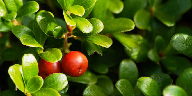 Uva Ursi - All you need to know here at the HSN Blog