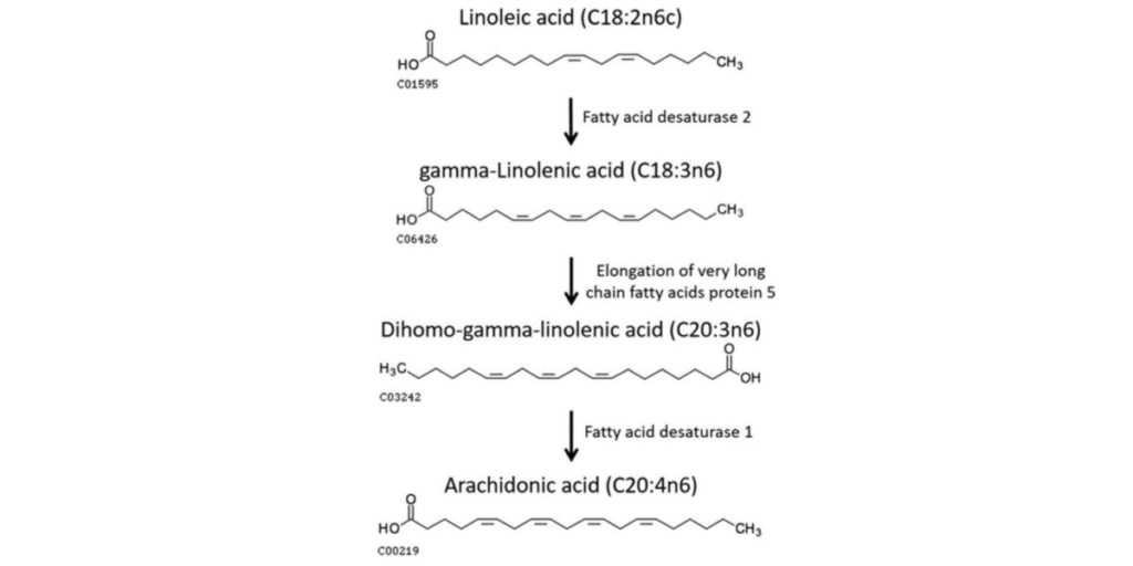 Arachidonic Acid - More Muscle Mass and Strength?【HSN Blog】