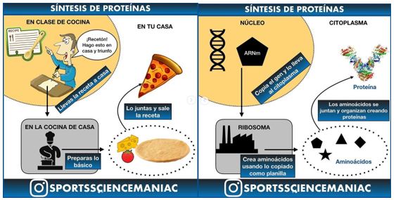 Arachidonic Acid - More Muscle Mass and Strength?【HSN Blog】