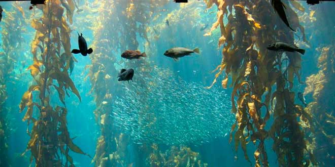 Kelp: Properties, benefits and side effects 【HSN Blog】