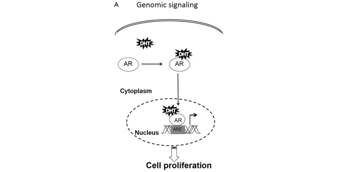 Saw Palmetto - Support for Male Health 【HSN】