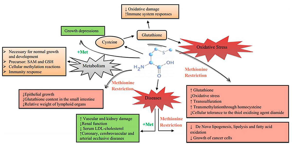 What is L-Methionine? Benefits and Properties 【HSN Blog】