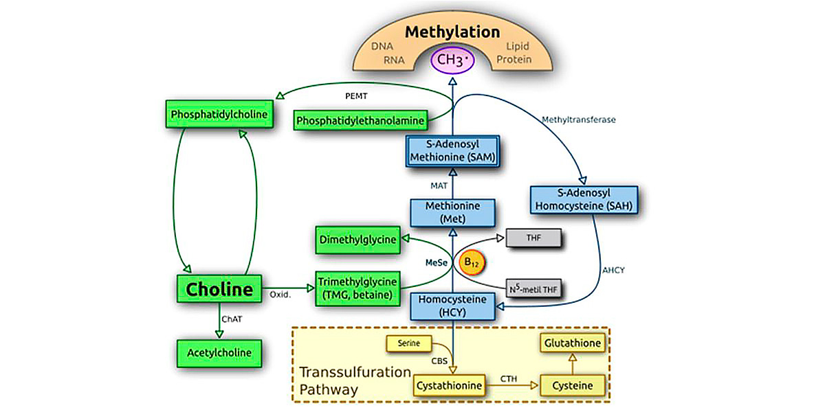 What is L-Methionine? Benefits and Properties 【HSN Blog】