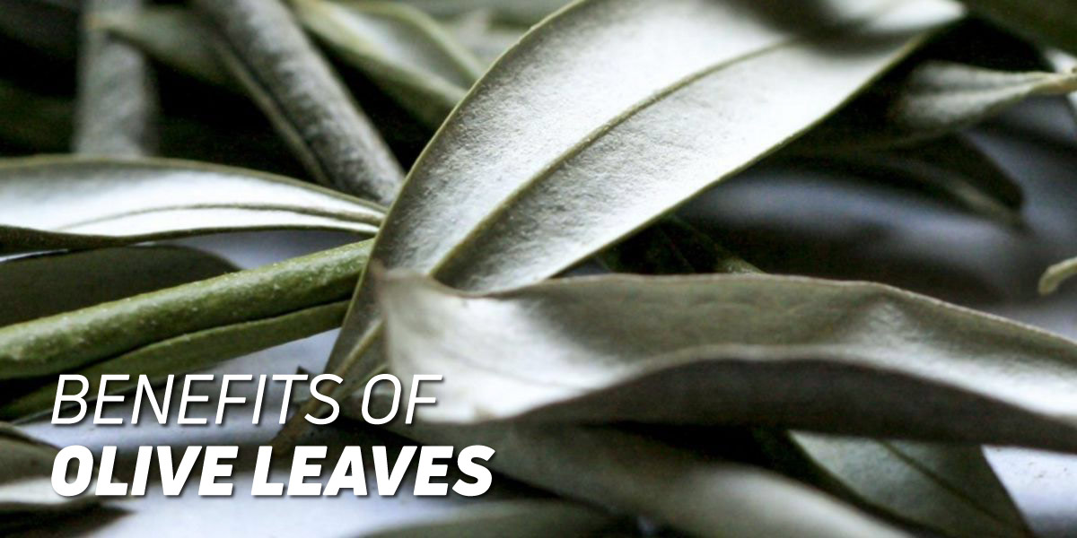 Olive Leaves – Find our all its Benefits! 【HSN Blog】
