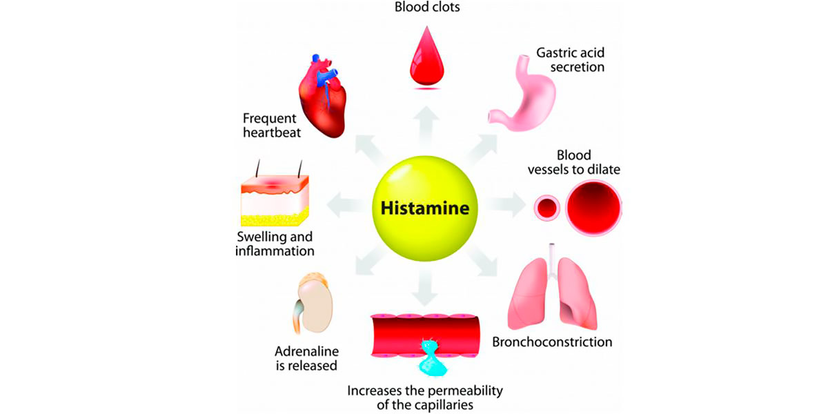 Histidine – What is it, Benefits and Properties【HSN Blog】
