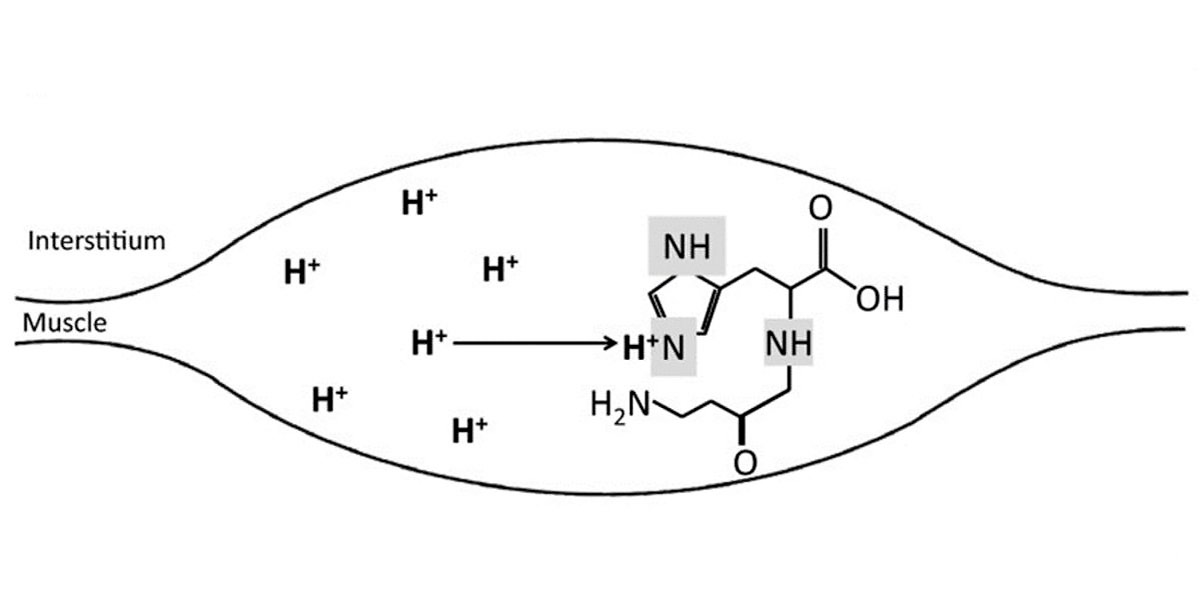 Histidine – What is it, Benefits and Properties【HSN Blog】