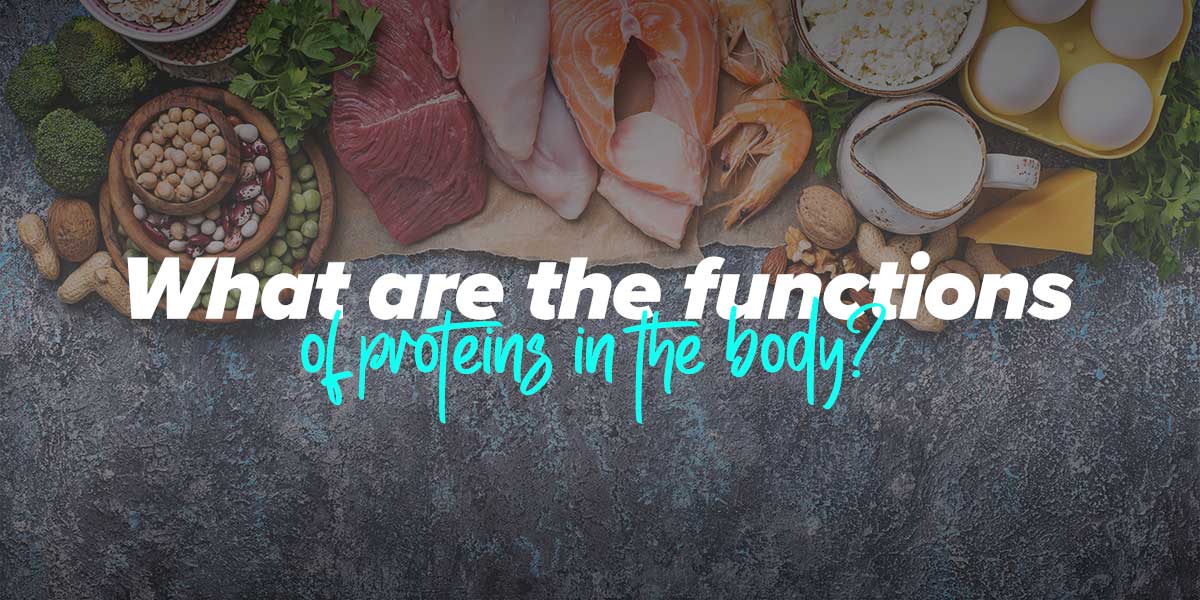 What are the protein functions in the body?